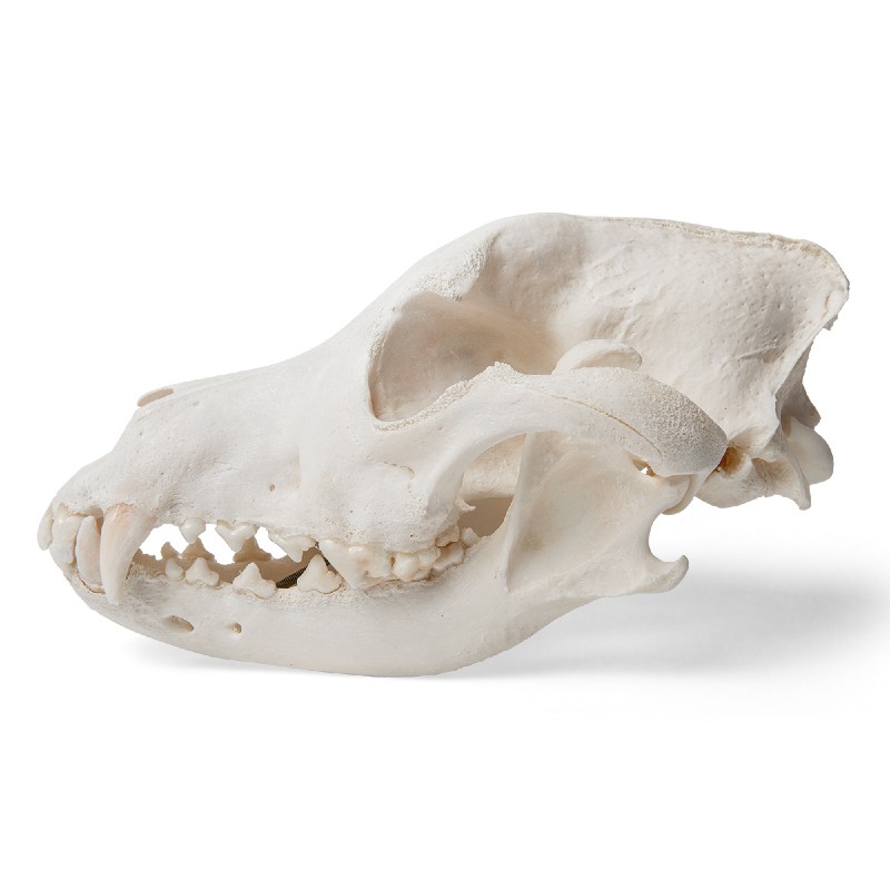 3B Scientific Real Dog Skull (Large) | Health and Care